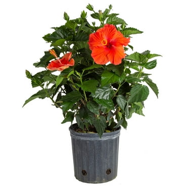 Island Blooms by Costa Farms 18" Tall Hibiscus, Direct Sunlight, Live ...