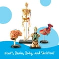 Learning Resources Anatomy Models Bundle Set - 4 STEM Anatomy ...