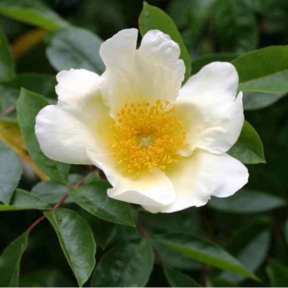 Climbing Roses Bushes