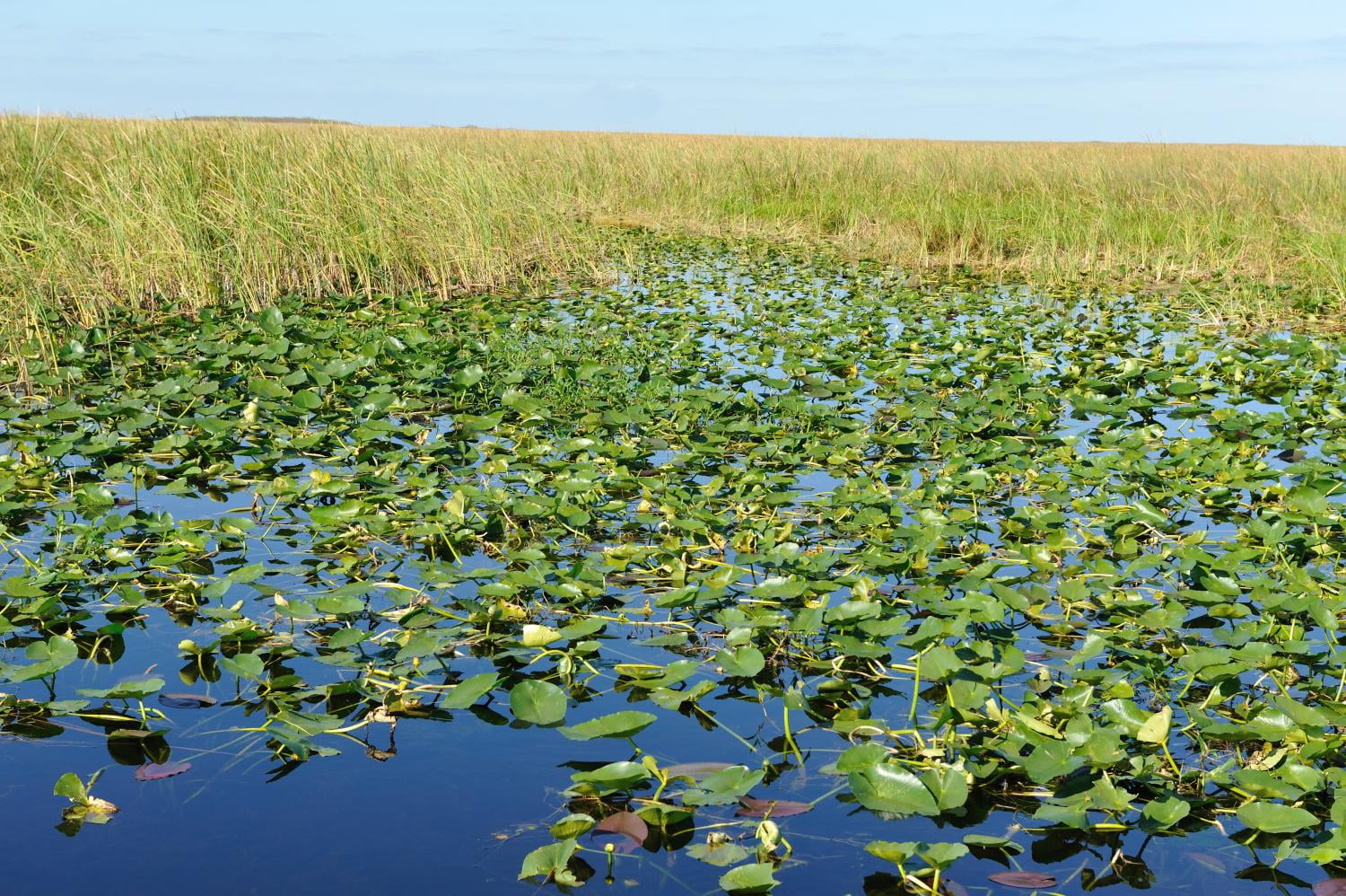 Wallmonkeys Everglades Peel and Stick Wall Decals Mural WM279507 (36 in ...