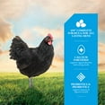 DuMOR 16% Layer Crumble Poultry Feed, 50 lb. - Walmart.com