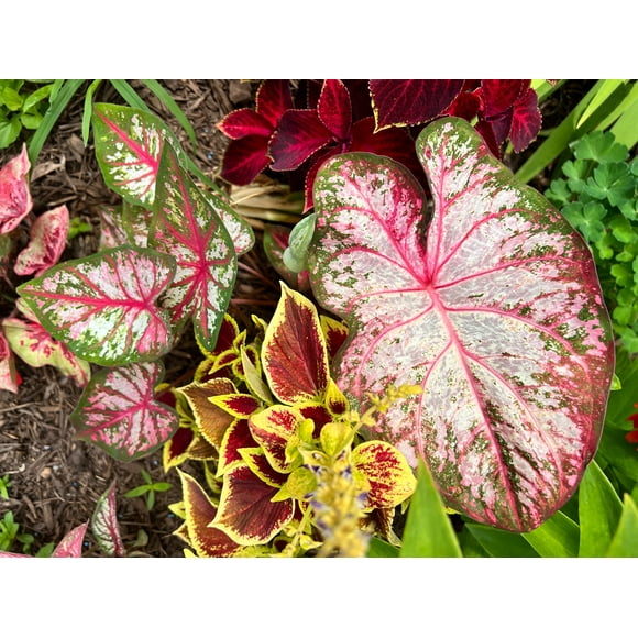 Caladium Bulbs