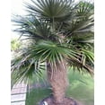 Old Man Palm - Live Plant in a 4 Inch Pot - Coccothrinax Crinita ...