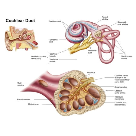 Anatomy of the cochlear duct in the human ear Poster Print (15 x 12 ...