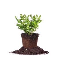 Perfect Plants Double Pink Knock Out® Rose 1 Gallon - Walmart.com