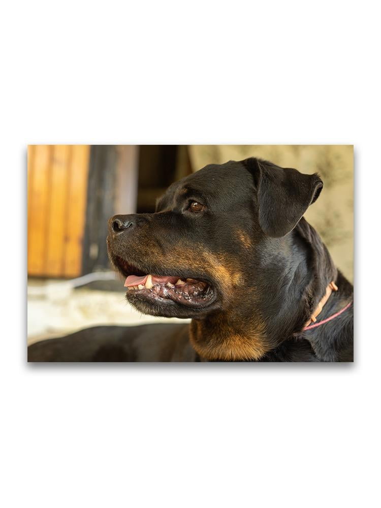 Side Portrait Of Rottweiler Poster -Image by Shutterstock - Walmart.com