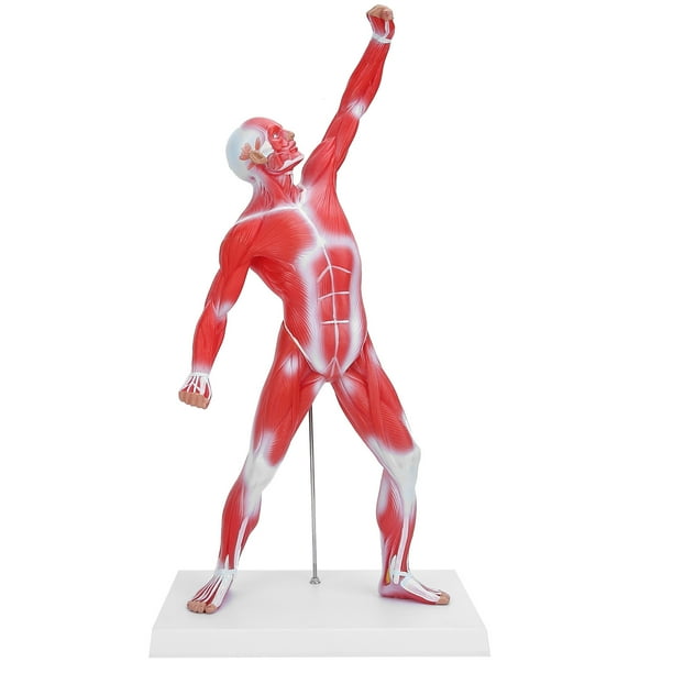 Muscles Model,50cm Muscular System Model Body Muscle Structure Model ...