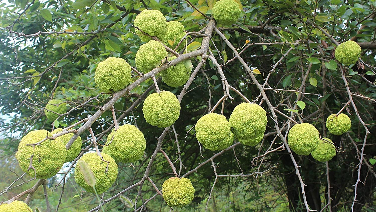 Monkey Balls Plant