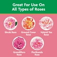 Miracle-Gro, Water Soluble Rose Plant Food, 1.5 lbs, Feeds Instantly ...