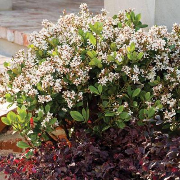 Spring Sonata Indian Hawthorne (2 Gallon) Flowering Evergreen Shrub ...