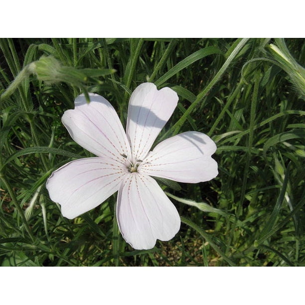 Flower Corn
