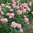 Heirloom Roses - Tiffany Hybrid Tea Rose Bush - Pink Rose Bushes ...