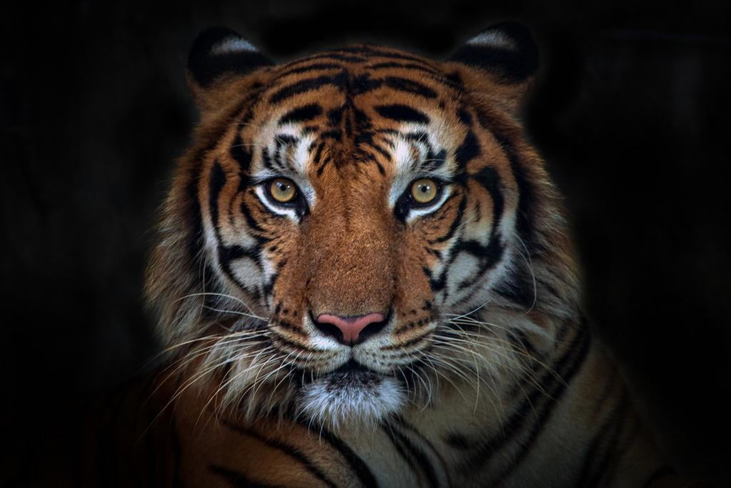 Sumatran Tiger Close Up Face Portrait Panthera Tigris Sumatrae Wild ...