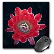 3dRose Neon Green - bright vibrant electric green - plain simple one ...