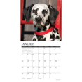 Willow Creek Press, Just Dalmatians 2025 Wall Calendar - Walmart.com