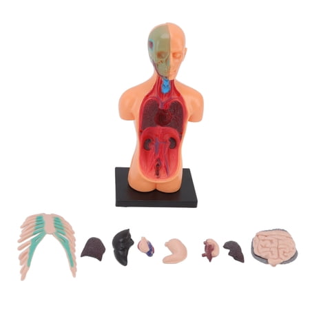 Human Body Model Toys, Kids Human Anatomy Model Portable Fine Details ...