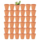 Shrek's Ear Jade Plant - Crassula - 2.5" Pot - Terrarium/Fairy Garden ...