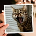 3drose, Tabby Cat Yawn Artistic Portrait Is a Beautiful Cat Yawning., 6 ...