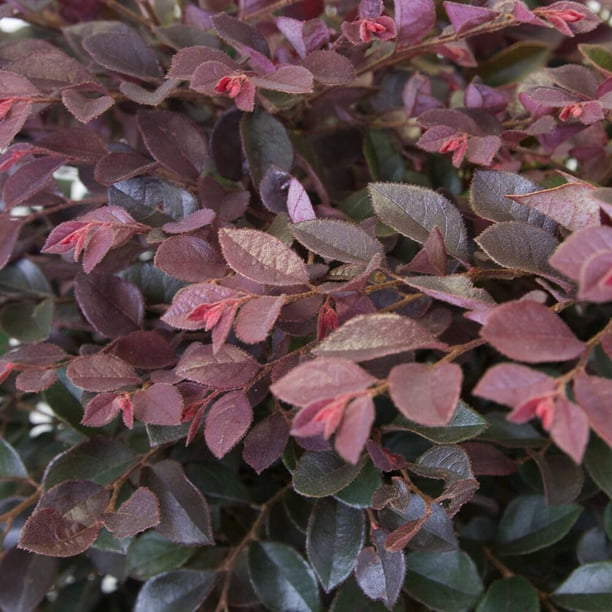 Crimson Fire Dwarf Loropetalum (3 Gallon) Flowering Evergreen Shrub ...