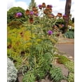 TomorrowSeeds - Cardoon Seeds - 90+ Count - For 2026 Planting Artichoke ...