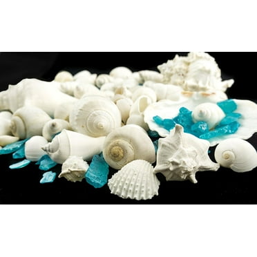 White Decorative Sea Shell Mix with Conch Shell | 6 - 8" Conch with 1 ...