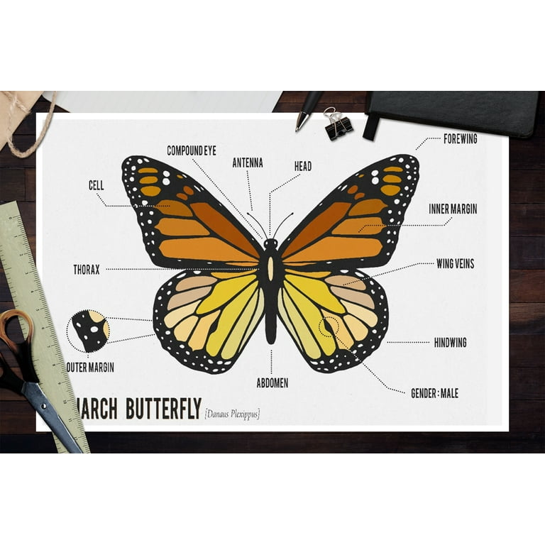 Scientific Butterfly Chart