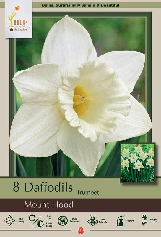 Mount Hood Trumpet Daffodil 8 Bulbs - Creamy White! - 14/16cm Bulbs ...