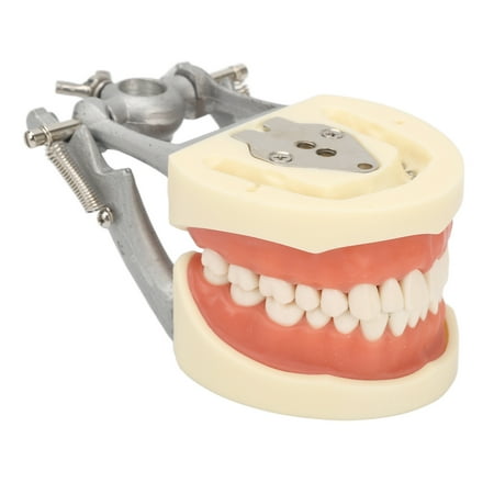Demonstration Denture Model,Standard Teeth Model Dental Standard Teeth ...