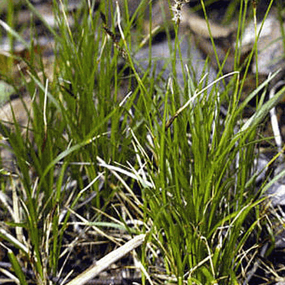 Everwilde Farms - 1/4 Lb Common Oak Sedge Native Grass Seeds - Gold ...