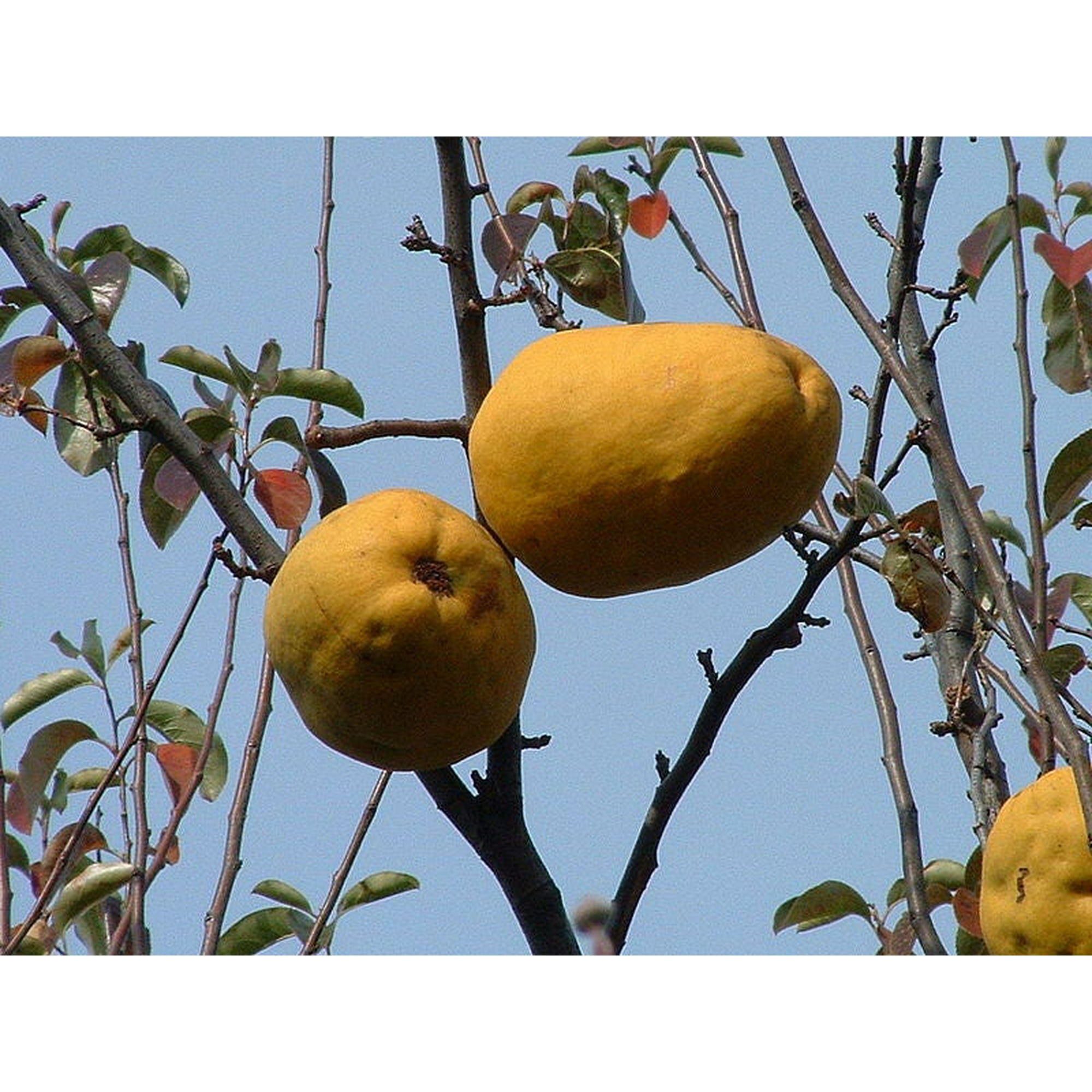 Quince Flower Fruit