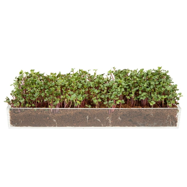 Microgreens Grow Kit - Includes Microgreen Seeds, Fiber Soil, Acrylic ...