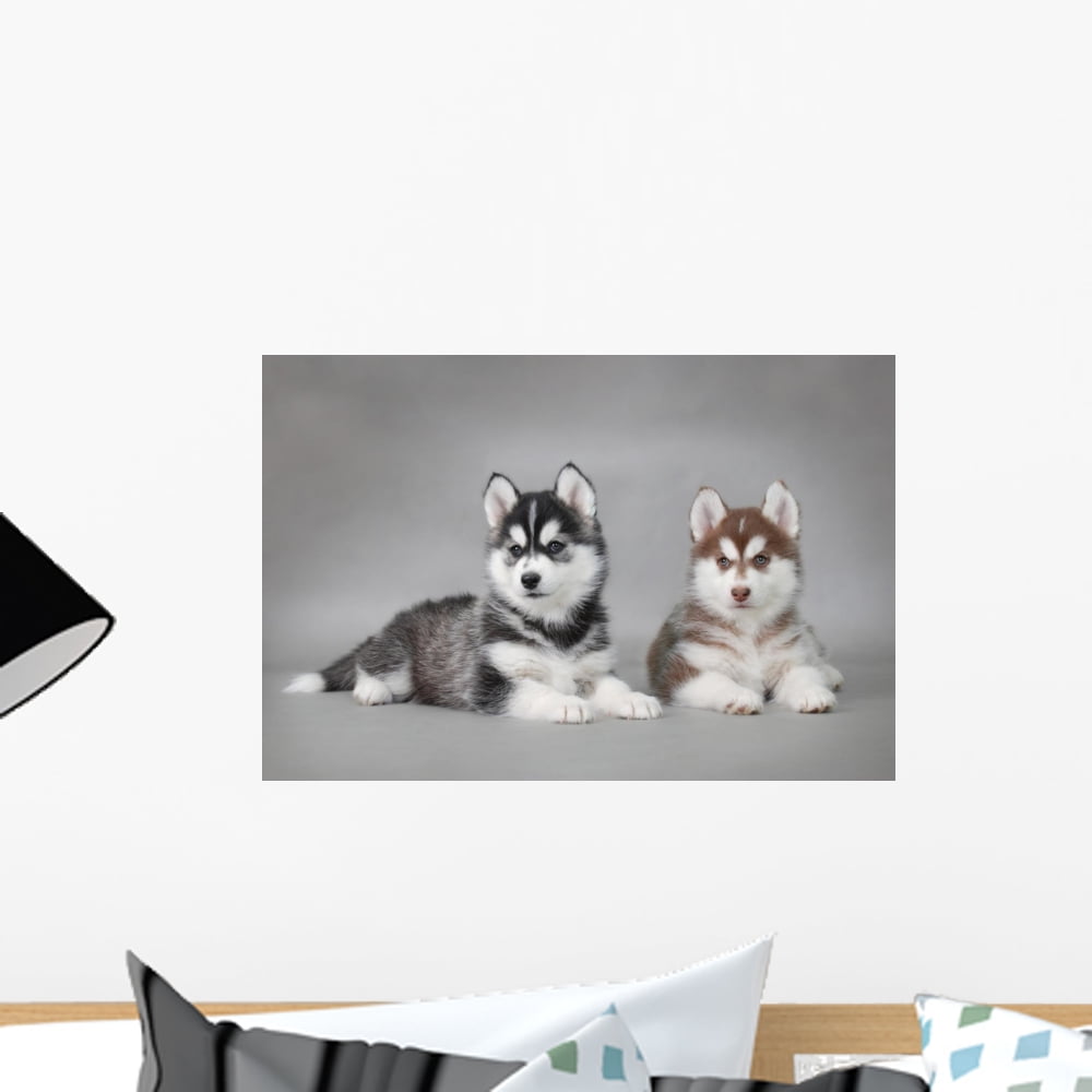 Siberian Husky Dog Puppies Wall Mural by Wallmonkeys Peel and Stick ...