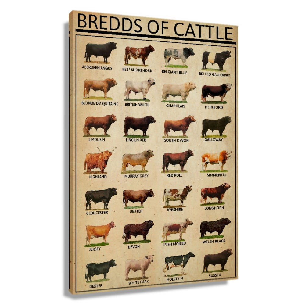 Cattle Breeds Knowledge Poster Educational Wall Art Infographic Poster ...