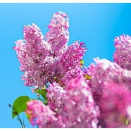 Rare Rose Seeds Meteor Shower Red Yellow Rose Bush 20 Seeds - Walmart.com