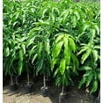 Bombay Mango TREE GRAFTED (2-4 Feet Tall). Ship to all states - Walmart.com