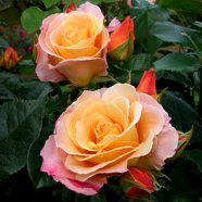 Distant Drums Hardy Shrub Rose by Heirloom Roses - Multi Colored Rose ...