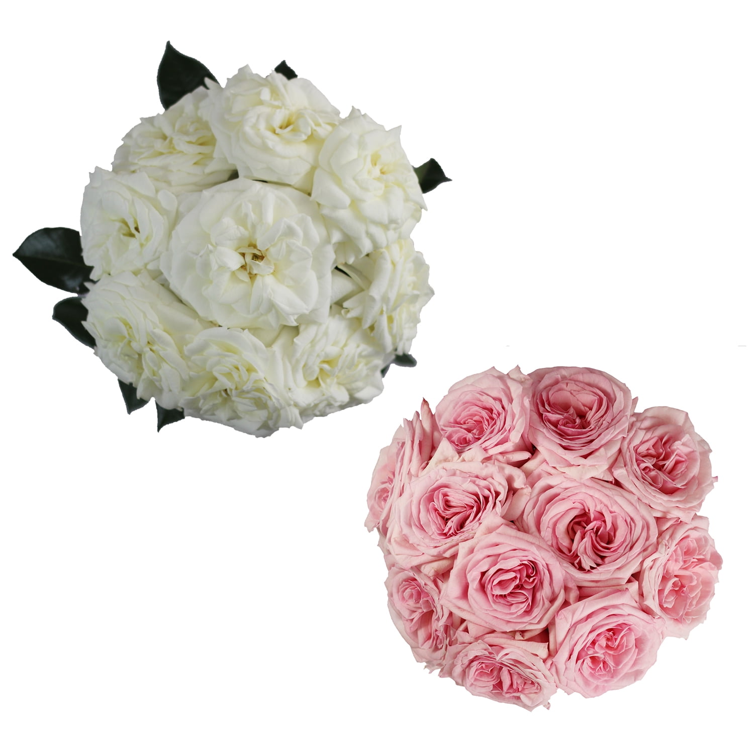 Vitality Garden Rose