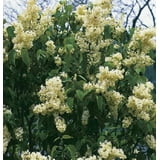 New Life Nursery & Garden, Primrose Yellow French Lilac Syringa Starter ...
