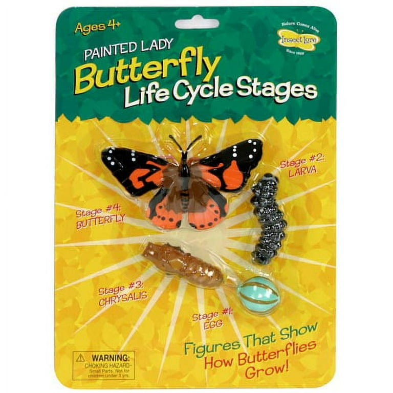 Painted Lady Butterfly Life Cycle