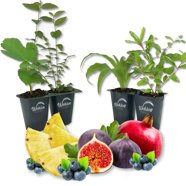 Pomegranate Bonsai Tree - Walmart.com