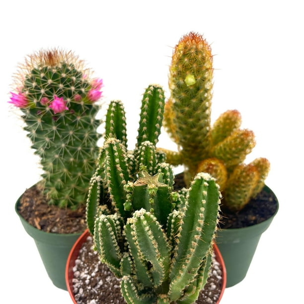 BubbleBlooms Cactus Assortment, 4 inch Set of 3, Best-Sellers Most ...