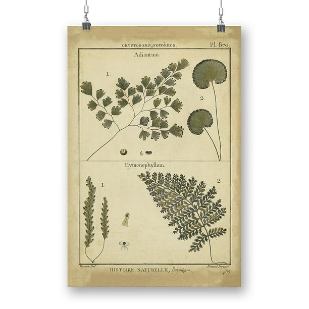 Antique Ferns Poster - Denis Diderot Designs, - Walmart.com