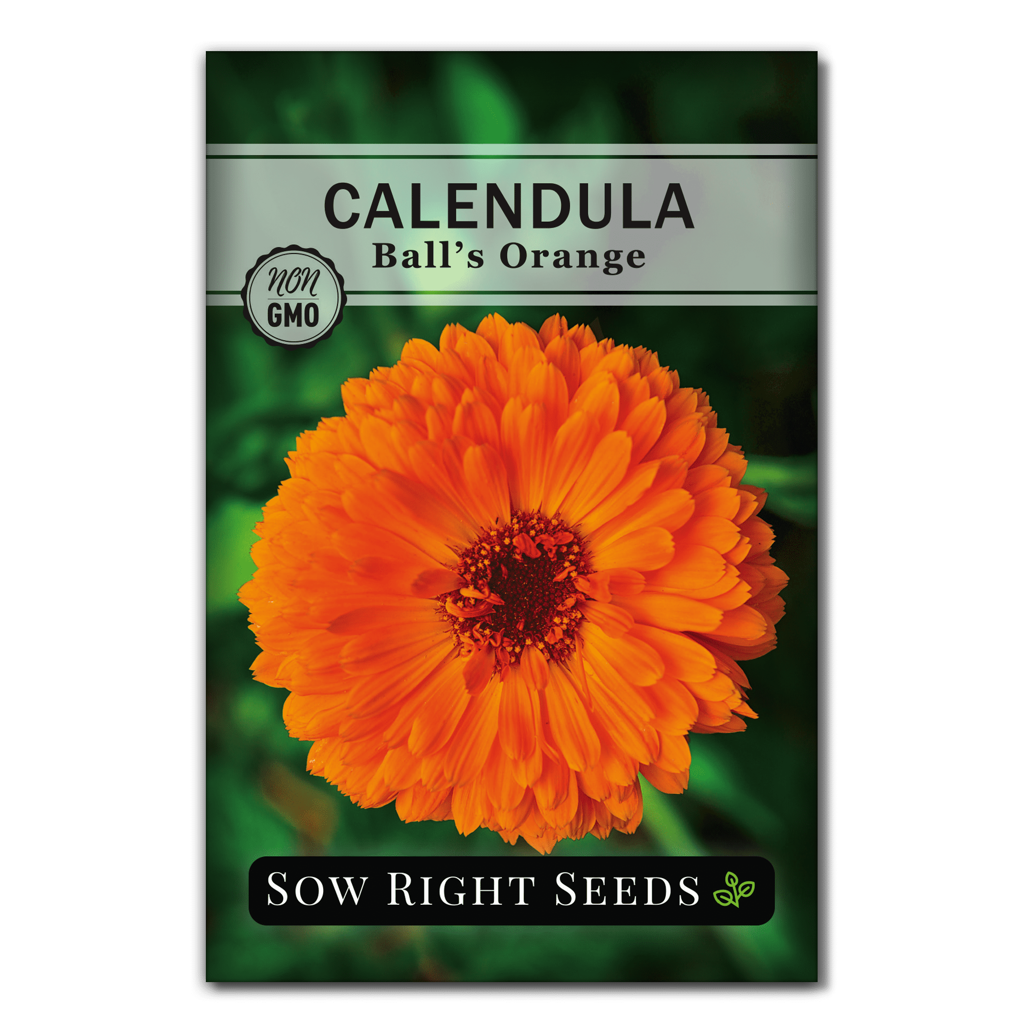 Ball’s Orange Calendula Seeds - Non GMO Heirloom Varieties for Planting ...