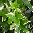 Southern Living Angyo Star Fatshedera (Hybrid of Fatsia japonica and ...