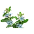 10 TWEEDIA BLUE MILKWEED Southern Star of Argentine Tweedia Caerulea ...