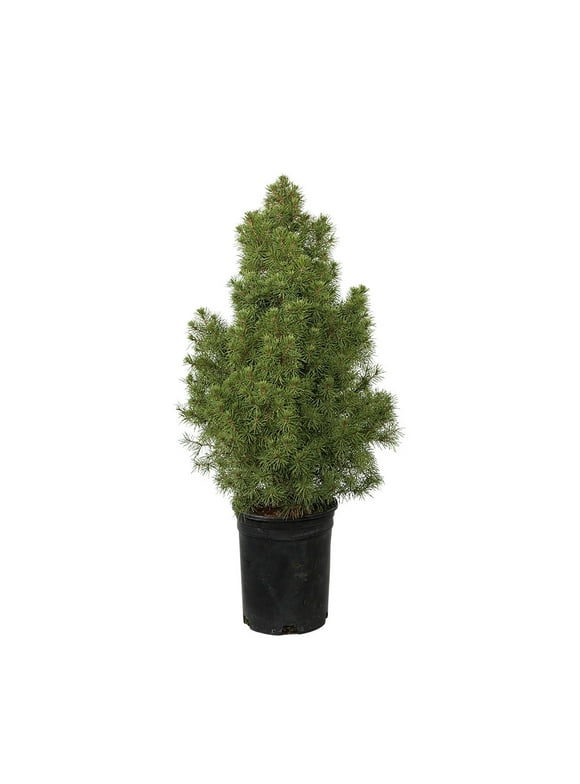 Evergreen Shrubs in Garden Bushes - Walmart.com