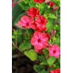 Seedville 200 Lobelia Magenta Pink Plant Seeds, Sun - Part Shade ...