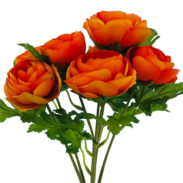 Orange Ranunculus