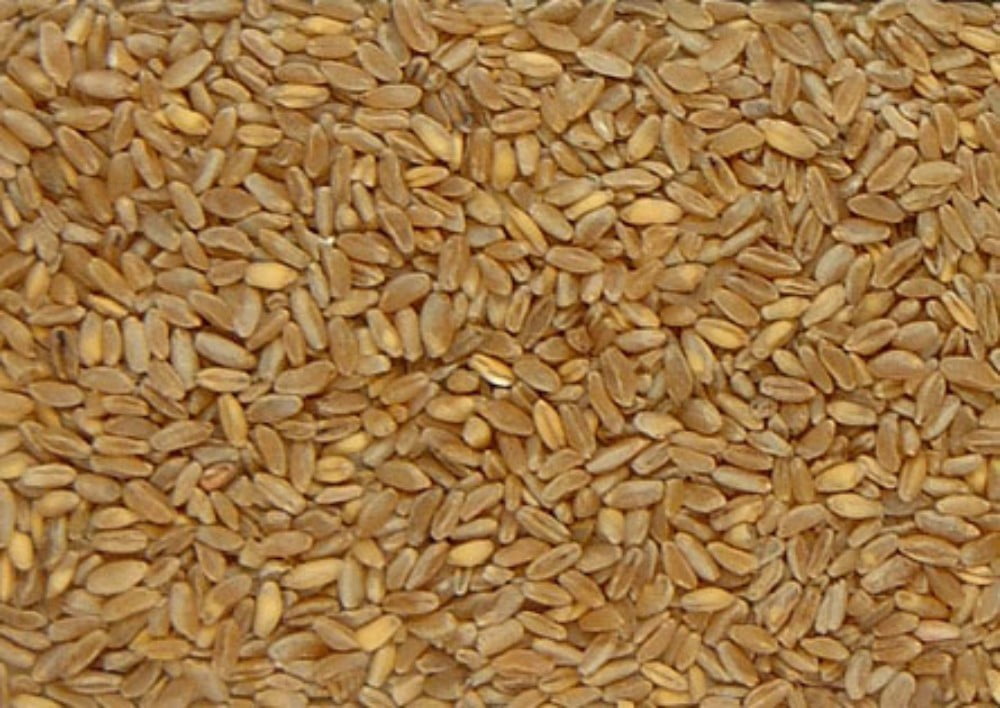 Durum Wheat Kernels - Walmart.com