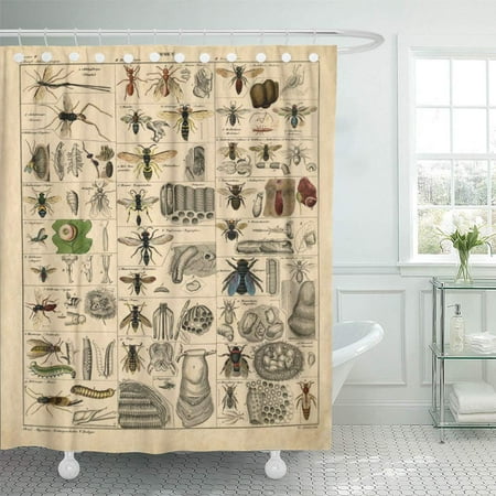 XDDJA Bugs Vintage Insect Diagram Collection Wall Shower Curtain 66x72 ...